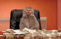 Baboon GIFs - Get the best gif on GIFER