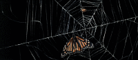 Spiderweb GIFs - Get the best gif on GIFER