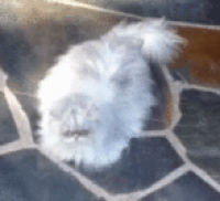 Persian cat GIFs - Get the best gif on GIFER