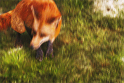 Animal turns to statue GIF - Conseguir o melhor gif em GIFER