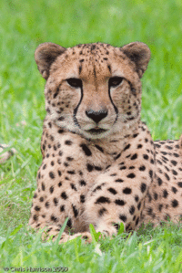 Cheetahs GIFs - Get the best gif on GIFER