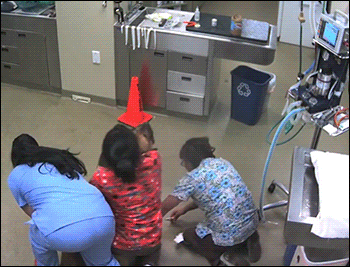 Veterinary GIFs - Get the best gif on GIFER