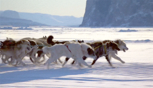 Dog sled GIF - Conseguir o melhor gif em GIFER