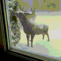 Deer GIFs - Get the best gif on GIFER