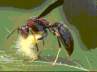 Wasp GIFs - Get the best gif on GIFER