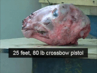 Crossbow GIFs - Get the best gif on GIFER