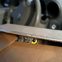 Hibou GIFs - Get the best gif on GIFER