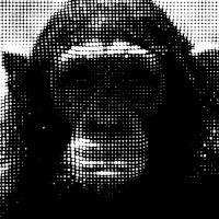 Chimp GIFs - Get the best gif on GIFER