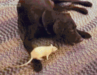 Rat GIFs - Get the best gif on GIFER