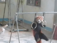 Pushups GIFs - Get the best gif on GIFER