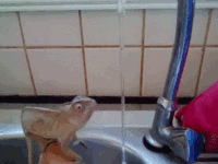 Wash GIFs - Get the best gif on GIFER