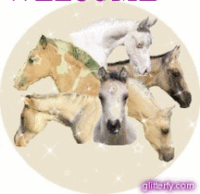 Foal GIFs - Get the best gif on GIFER