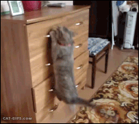 Drawer GIFs - Get the best gif on GIFER