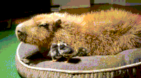 Capybara GIF - Conseguir el mejor gif en GIFER