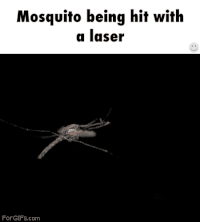 Mosquito GIFs - Get the best gif on GIFER