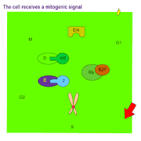 Tissue specific stem cells GIFs - Get the best gif on GIFER