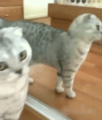 Gahh GIFs - Get the best gif on GIFER