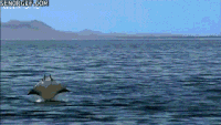 Stingray GIFs - Get the best gif on GIFER