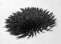 Magnetism GIFs - Get the best gif on GIFER