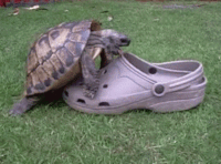 Tortoises GIFs - Get the best gif on GIFER