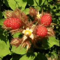 Raspberry GIFs - Get the best gif on GIFER