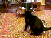 Stoats GIFs - Get the best gif on GIFER