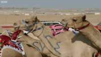 Camels GIFs - Get the best gif on GIFER