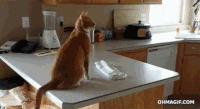 Refrigerator GIFs - Get the best gif on GIFER