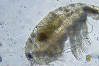 Microorganism GIFs - Get the best gif on GIFER