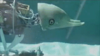 Submerge GIFs - Get the best gif on GIFER