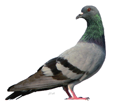 Feeding birds GIF - Conseguir o melhor gif em GIFER