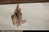 Bat stretching GIF - Conseguir o melhor gif em GIFER