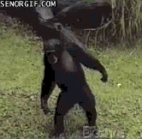 Ape GIFs - Get the best gif on GIFER