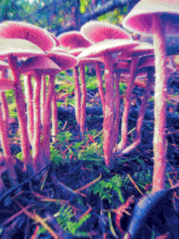 Psilocybin GIFs - Get the best gif on GIFER