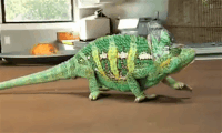 Chameleon GIFs - Get the best gif on GIFER