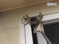 Crabs GIFs - Get the best gif on GIFER