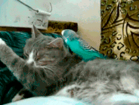 Parakeet GIFs - Get the best gif on GIFER