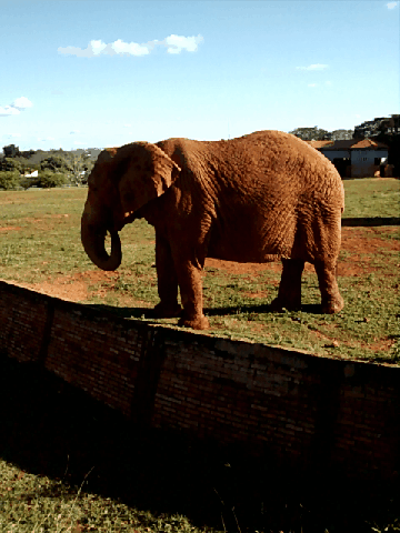 Elefante Bet