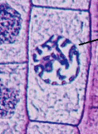 Tissues GIFs - Get the best gif on GIFER