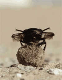 Beetles GIFs - Get the best gif on GIFER
