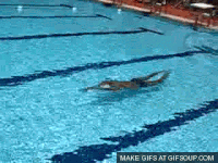 Swim GIFs - Get the best gif on GIFER