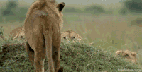 Milkshake GIFs - Get the best gif on GIFER