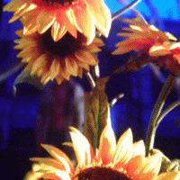 Sunflowers GIFs - Get the best gif on GIFER