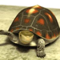 Tony turtle GIFs - Get the best gif on GIFER