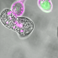 Cells GIFs - Get the best gif on GIFER