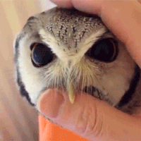 Sova GIFs - Get the best gif on GIFER