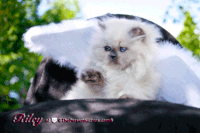 Persian GIFs - Get the best gif on GIFER