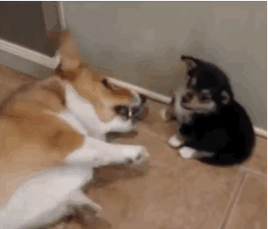 Corn starch GIFs - Obtenez le meilleur gif sur GIFER