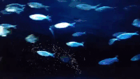 Aquarium GIFs - Get the best gif on GIFER