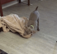 Graceful GIFs - Get the best gif on GIFER